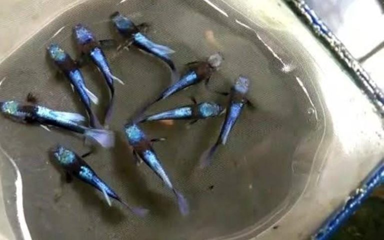 Blue koi guppy ( pair) - Buy Aquarium Plants and Aquarium Fishes Online